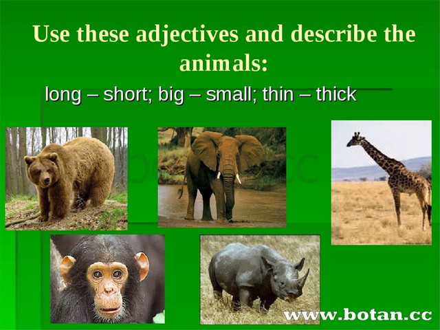 Презентация на тему At the Zoo: animals big and small